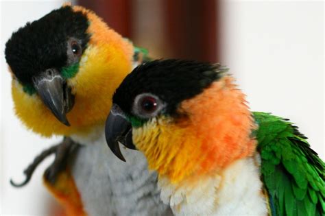 How To Identify A Healthy Caique Parrot