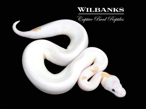 Super Fire Ball Python ♀ 25 Wilbanks Captive Bred Reptiles