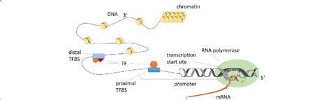 Transcription Of Dna Into Rna Transcription Factors Tfs Bind To