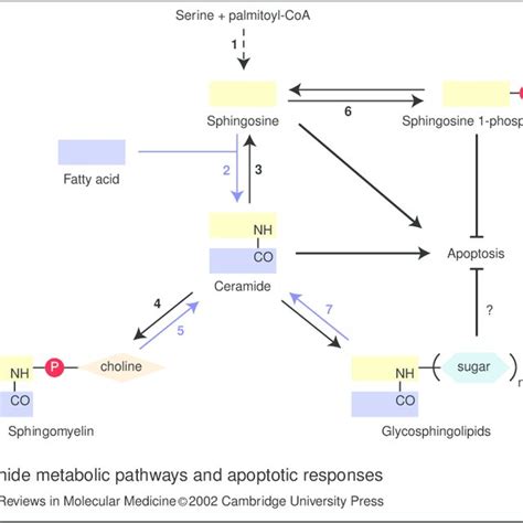 General Sphingolipid Structure All Sphingolipids Contain A Sphingoid