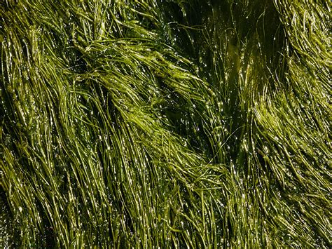 Algae As A Surprising Meat Alternative And Source Of Environmentally