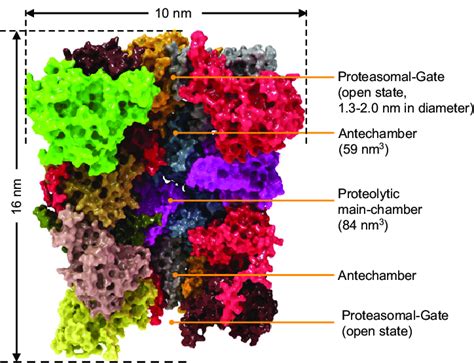 Structure Of The Eukaryotic Proteasome In This Image The Single