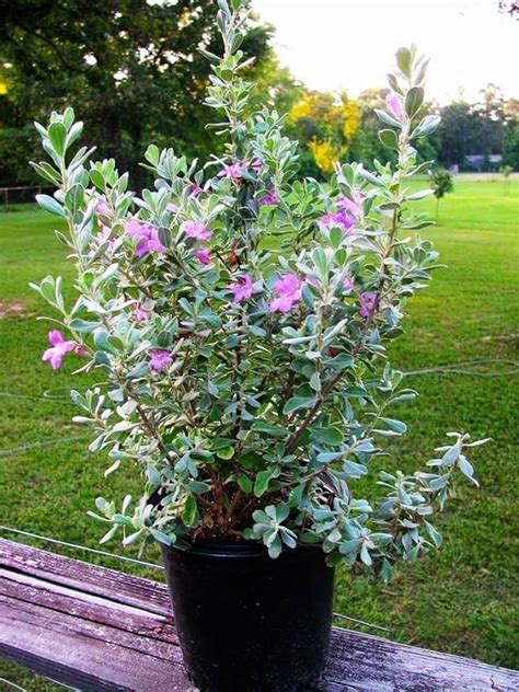 Dwarf Texas Sage Live Plants 5 9 Pack Of 2 Two Leucophyllum