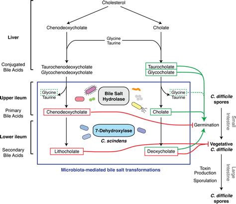 Effect Of Bile Acid Metabolism On The Developmental Life Cycle Of C