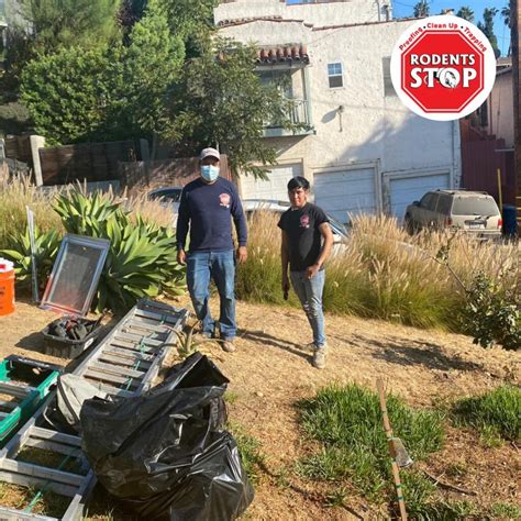 Rat Control Services In Los Angeles Rodents Stop