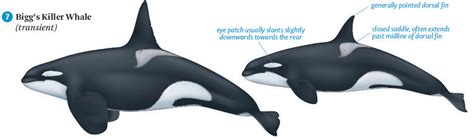Types Of Killer Whale Guide To Killer Whale Types