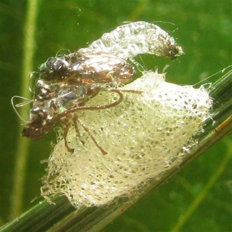 Pantropical Jumping Spider Plexippus Paykulli Insect Identification Guide Habitat And Facts