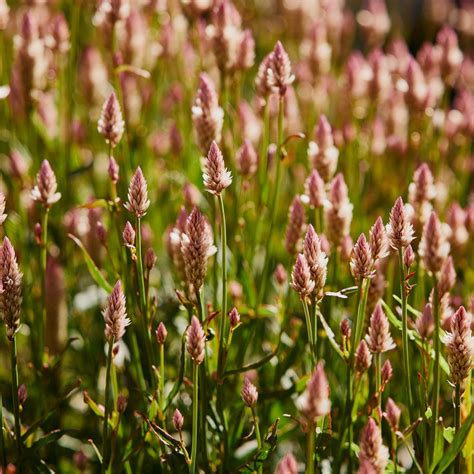 Celosia Spicata Xantippe Grass X 50 Seeds Veggie And Flower Garden Seeds