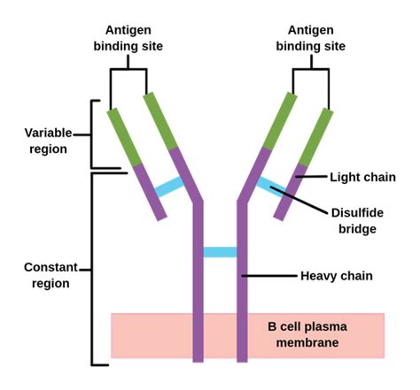 Simple Antibody Structure