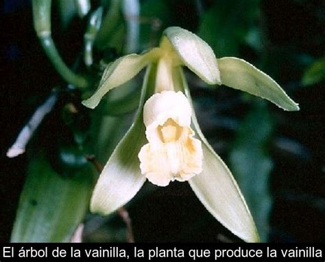 Arbol De Vainilla