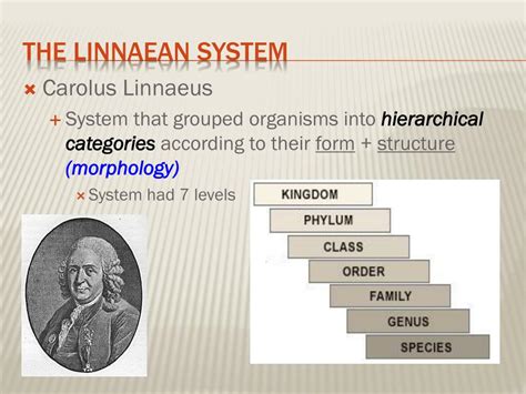Ppt Chapter 17 Classification Of Organisms Powerpoint Presentation Id2674308