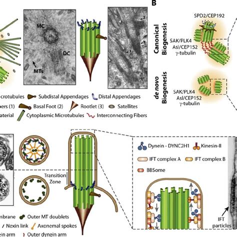 Pdf Evolution Tracing The Origins Of Centrioles Cilia And Flagella