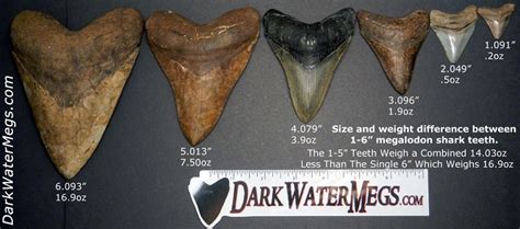 5 Fascinating Facts About The Megalodon That You Need To Know Because Everyone