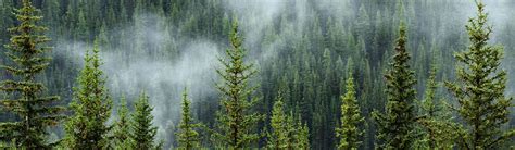 To Offset Or Not To Offset Feature From Kings College London