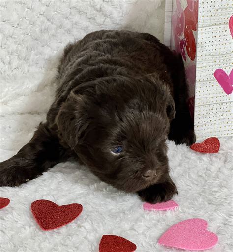 Adopted Mini Liver Female With Blue Or Green Eyes Savannah Bluff