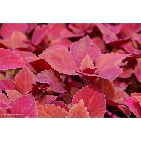 Coleus Redhead