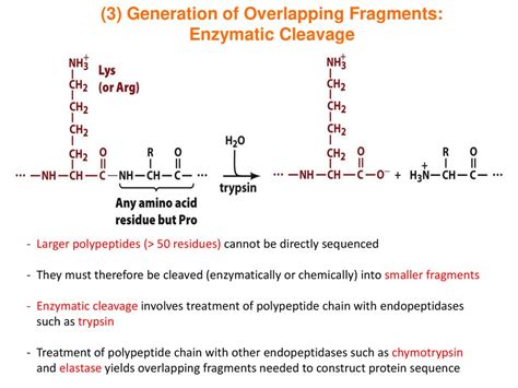 Ii Protein Biochemistry Ppt Download