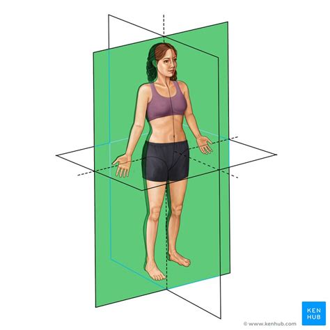 Coronal Plane Definition And Examples Kenhub