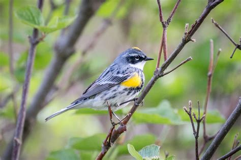 Yellow Rumped Warbler [32 100] This Species Is One Of The … Flickr