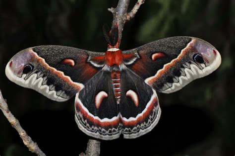 Download Cecropia Moth Spread Wings Wallpaper