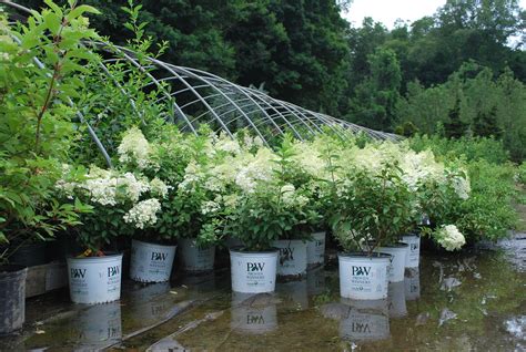 Deciduous Shrubs Planters Choice