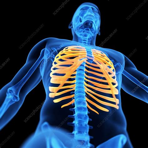 Ribcage, illustration - Stock Image - F012/7626 - Science Photo Library