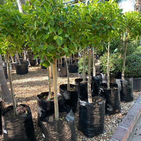 Ficus Standard Ficus Microcarpa Nitida Standard Std Cape