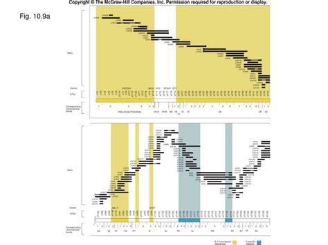 Ppt Mapping And Cloning Human Genes Powerpoint Presentation Free Download Id 1783270