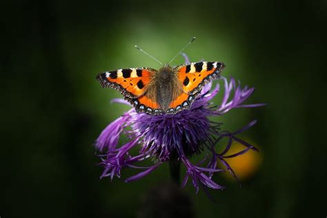 20 000 Butterfly Pictures And Images [hd]