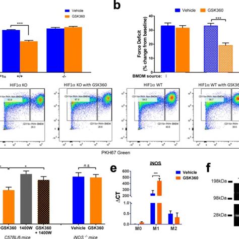 Prolyl Hydroxylase Inhibitors Exert Their Protective Effects