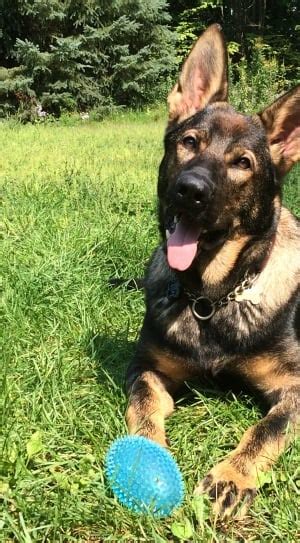 Black And Tan German Shepherd Free Image Peakpx