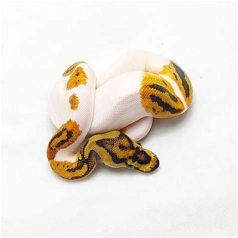 Yb Clown Pied Ball Python By Proherper Morphmarket