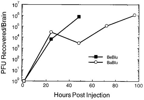 Replication Of Prv Strains In The Brain At The Indicated Times After