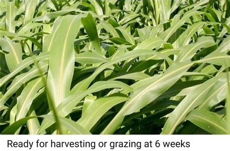 Natural Sorghum Sudan Grass Seed Packaging Type Packet Packaging Size 1 Kg At ₹ 70kg In