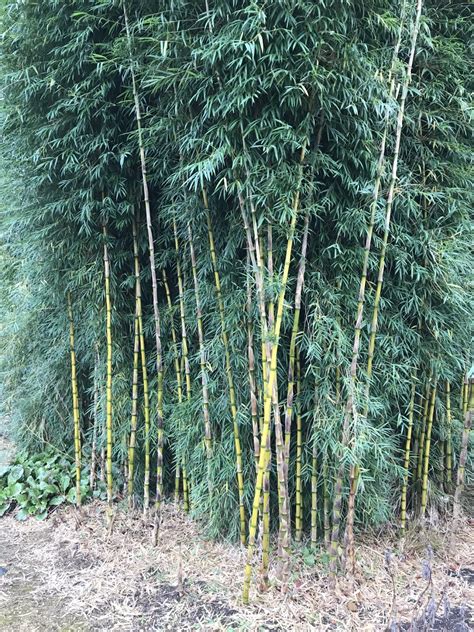 Chusquea Gigantea New Generation Pan Global Plants