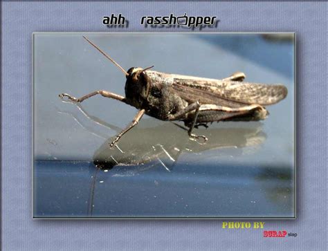 Ahh Rasshopper By Scrapslap On Deviantart