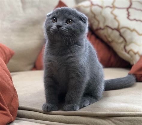 Cute Scottish Folds Cats Lipstick Alley