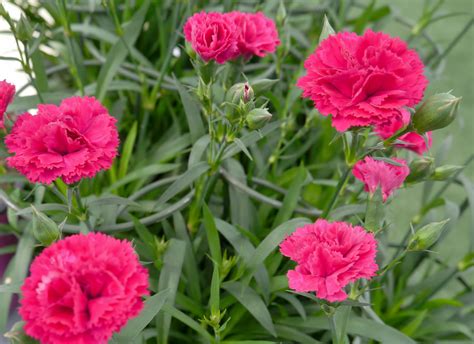 Nellik Dianthus Obp Opplysningskontoret For Blomster Og Planter