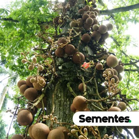 Sementes De Castanha Do Pará Bertholletia Excelsa Sementes Nativas