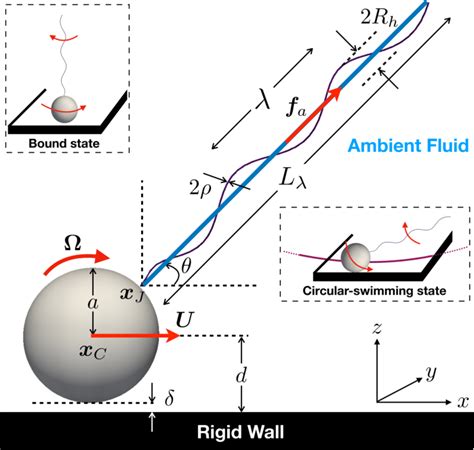 Schematic Diagram Of A Flagellated Bacterium Swimming Near A Plane
