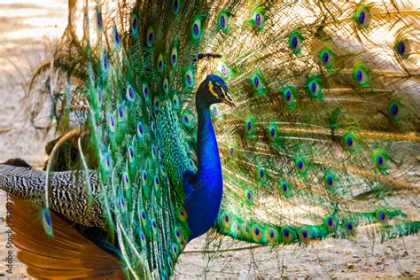 Peacock Portrait Was Taken At A Zoo In Tennesseenative To The Indian