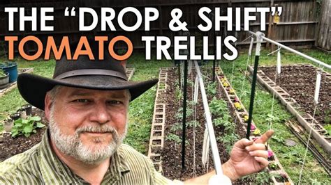 How To Trellis Tomatoes On A Single String Black Gumbo In 2024 Tomato Trellis Tomato