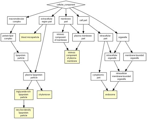 Directed Acyclic Graph Dag Visualization For Cellular Component Terms Download Scientific