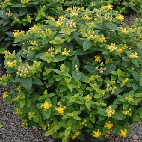 Hypericum 3 Timberline Landscaping