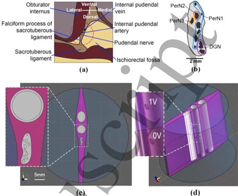 Ischiorectal Fossa 3d