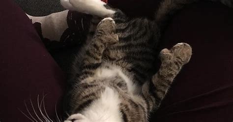 Polydactyly Cat Album On Imgur