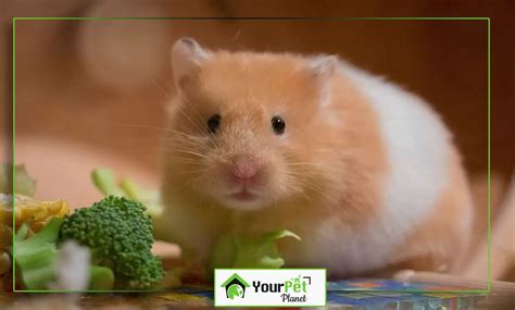 Teddy Bear Hamster Care Lifespan And Tips Hamster Care Resource