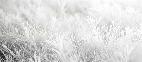 Premium Photo White Grass Texture Background