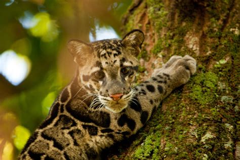 National Geographic Return Of The Clouded Leopards 2011 ‹ Sandesh Kadur
