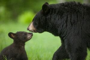 How Far Can A Bear Smell
